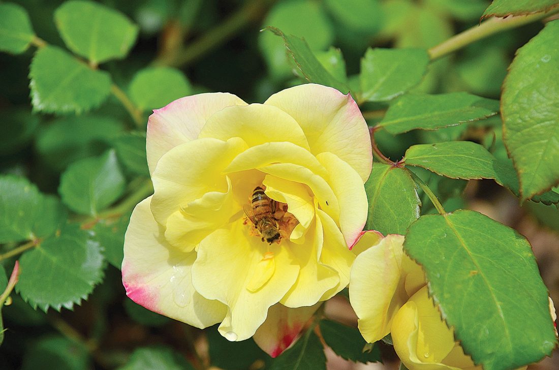 ‘As busy as a bee’ happens at zoo | News, Sports, Jobs - Minot Daily News